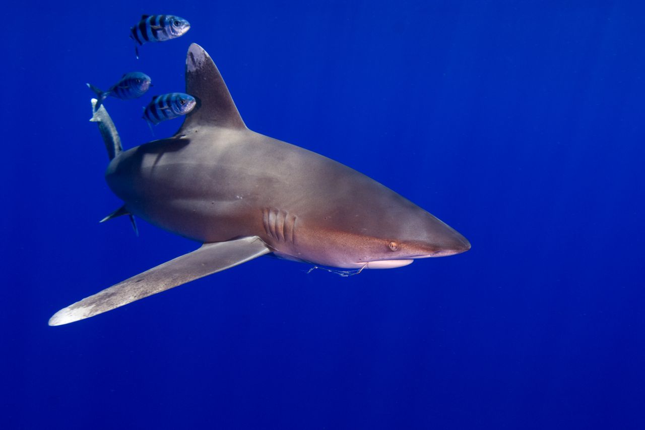 Conservation - Global Shark Movement