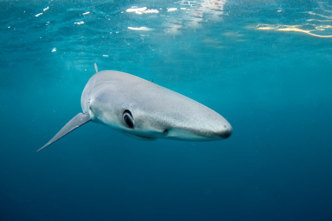 Database built and populated - Global Shark Movement