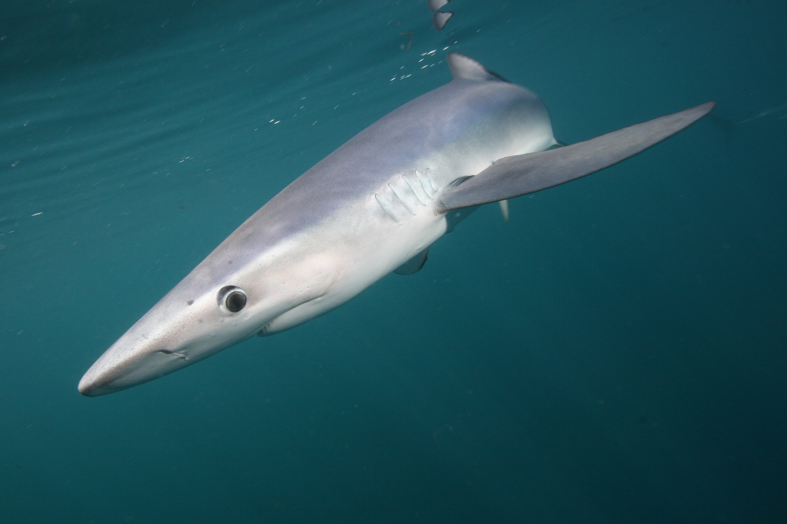 GSMP scientist awarded ERC Advanced Grant - Global Shark Movement