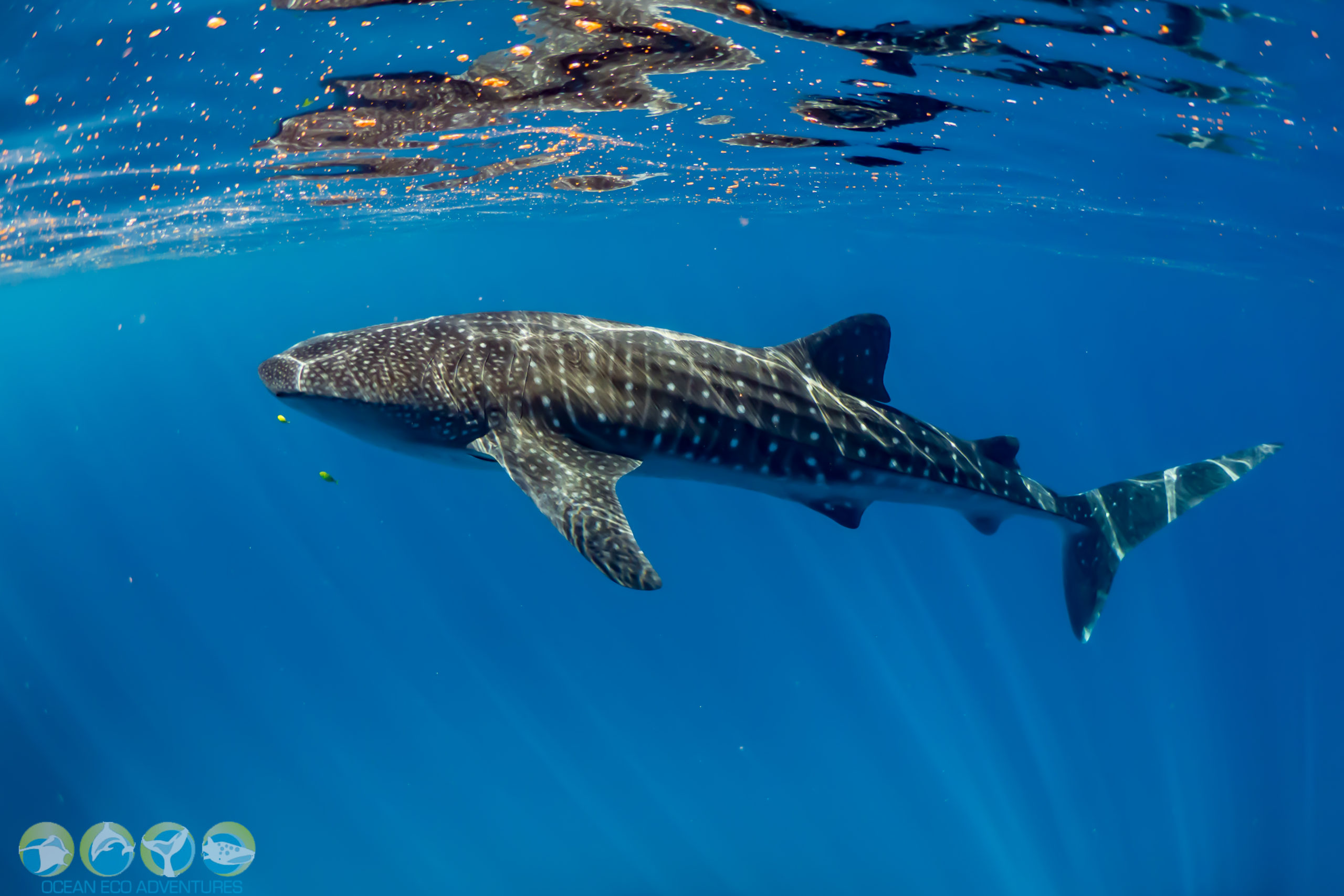 GSMP presentations at BLS7 - Global Shark Movement